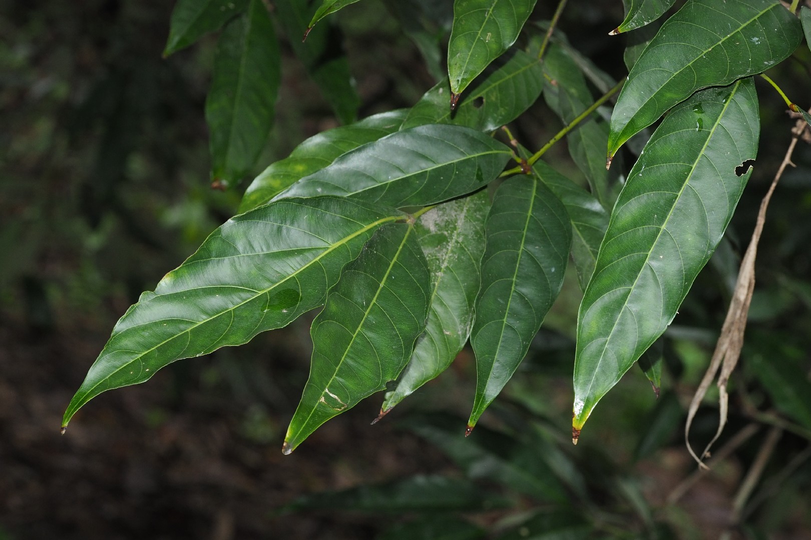 Walsura robusta - PictureThis