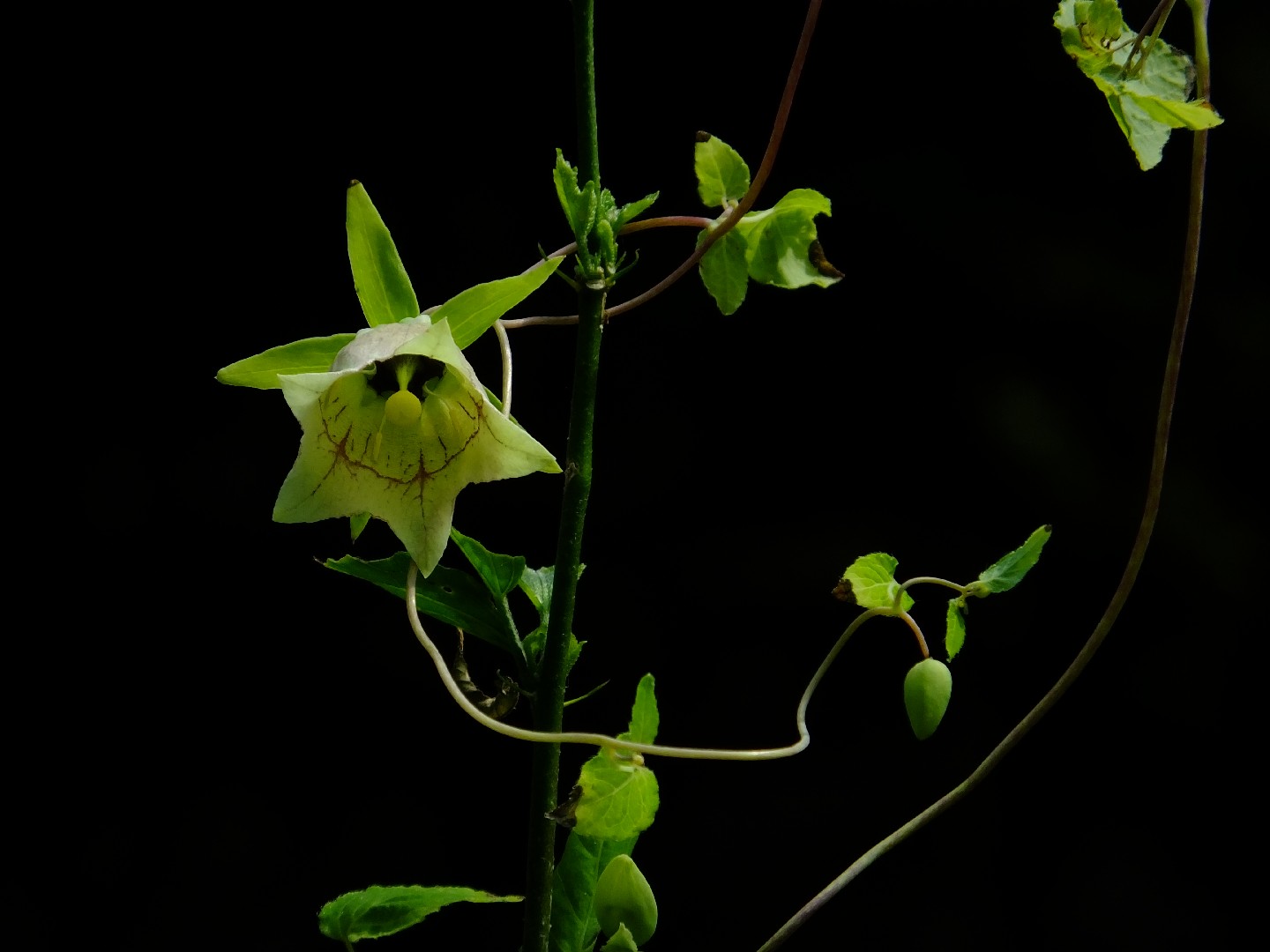 Codonopsis pilosula subsp. tangshen - PictureThis