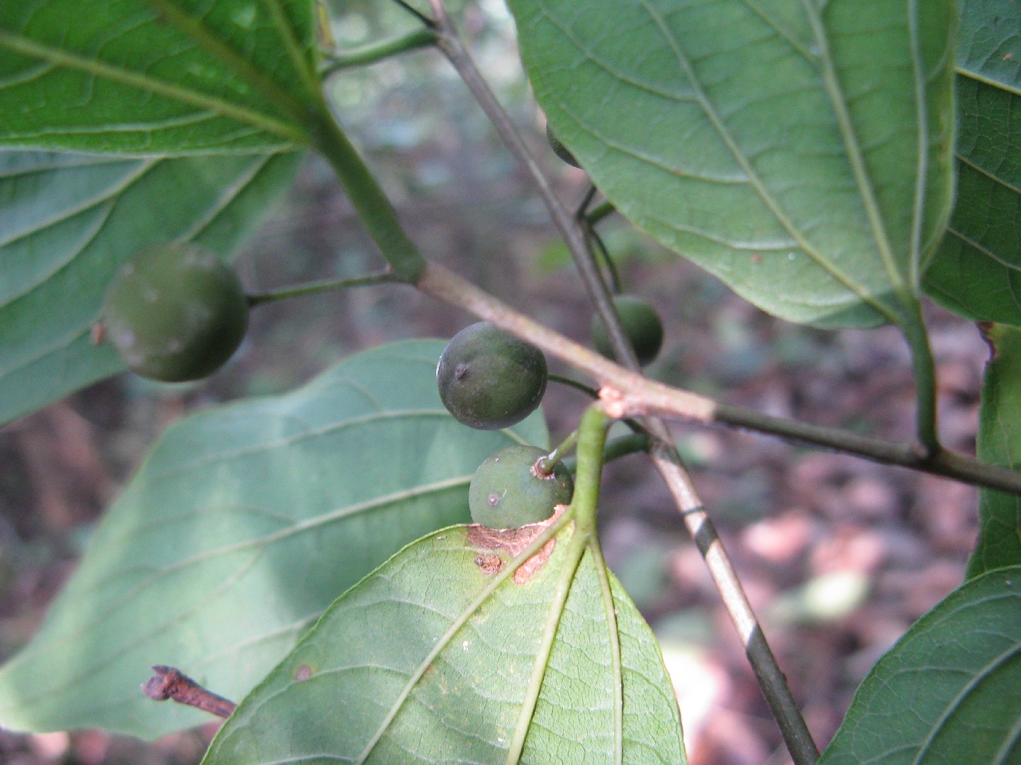 Celtis tetrandra - PictureThis