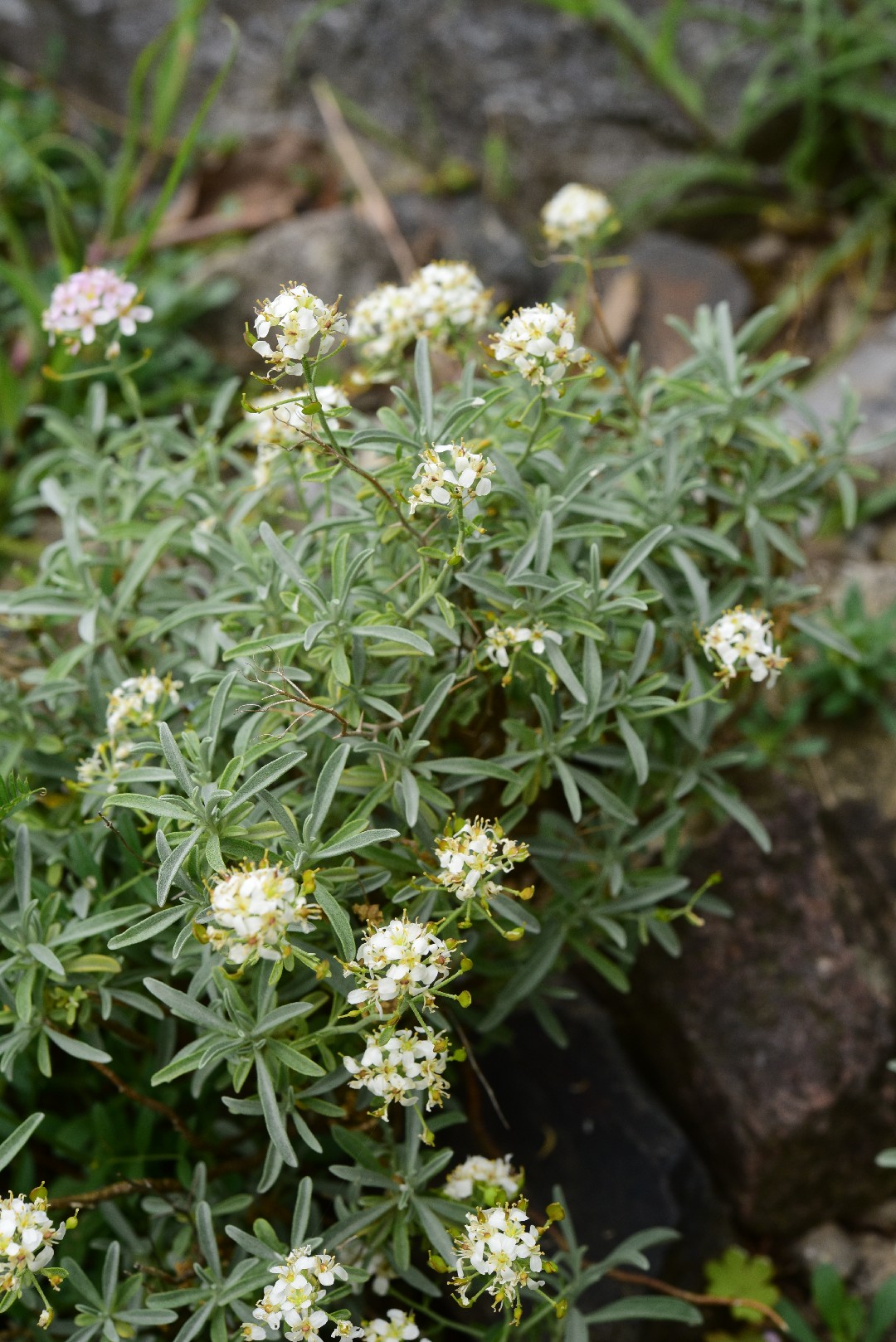 Spring madwort (Hormathophylla spinosa) Flower, Leaf, Care, Uses ...