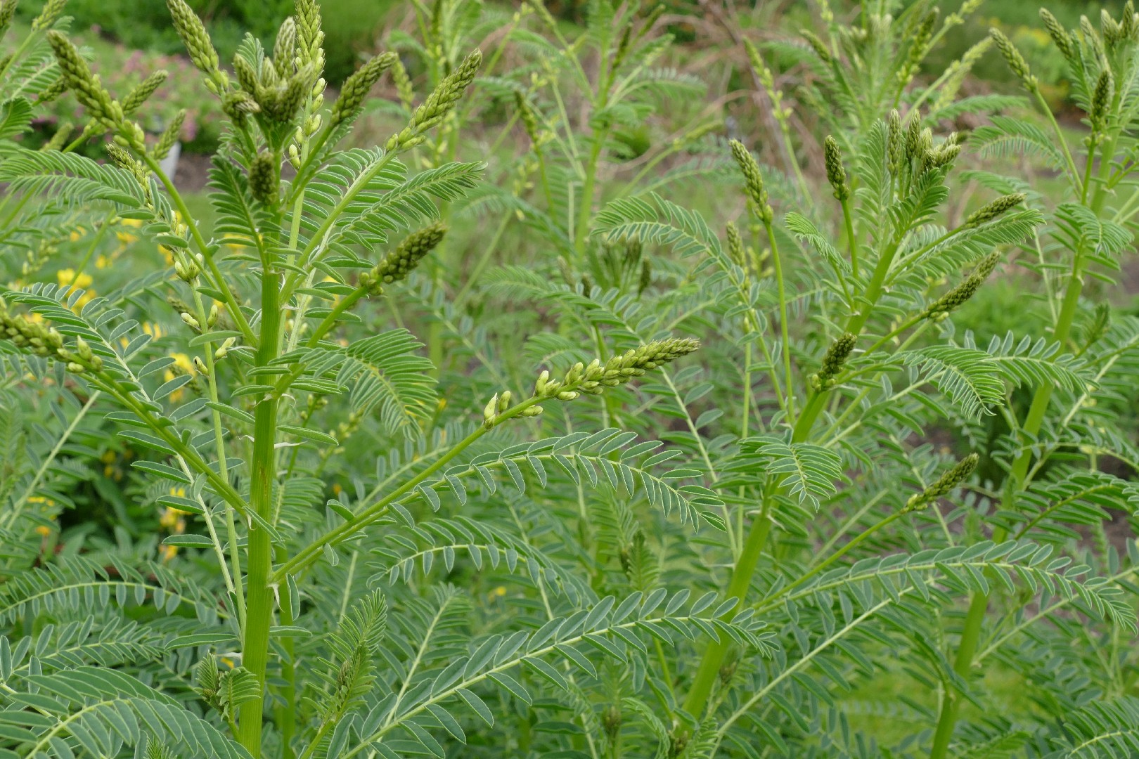 Heide-wicke (Vicia orobus) - PictureThis