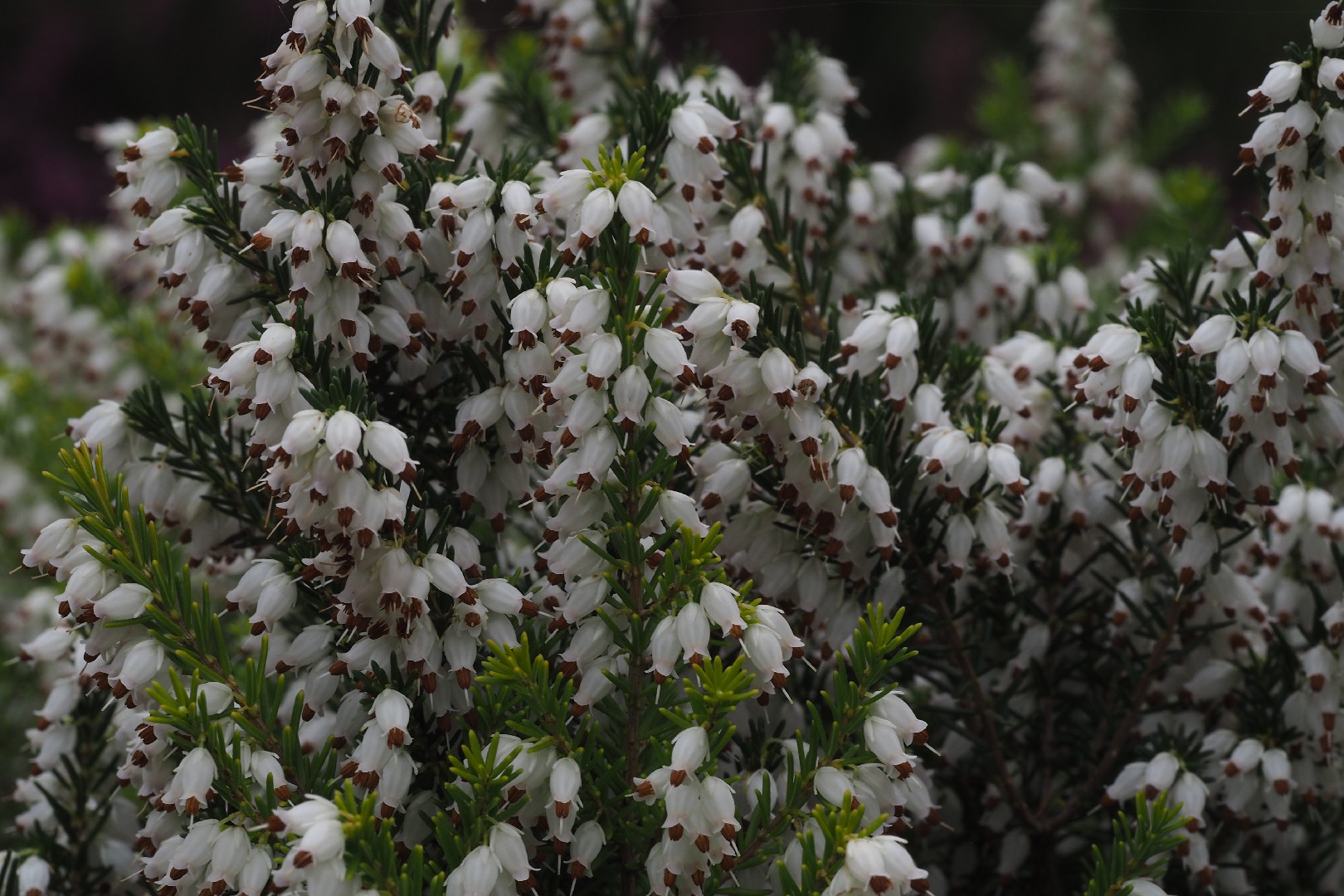 Brezo de primavera (Erica erigena) - PictureThis