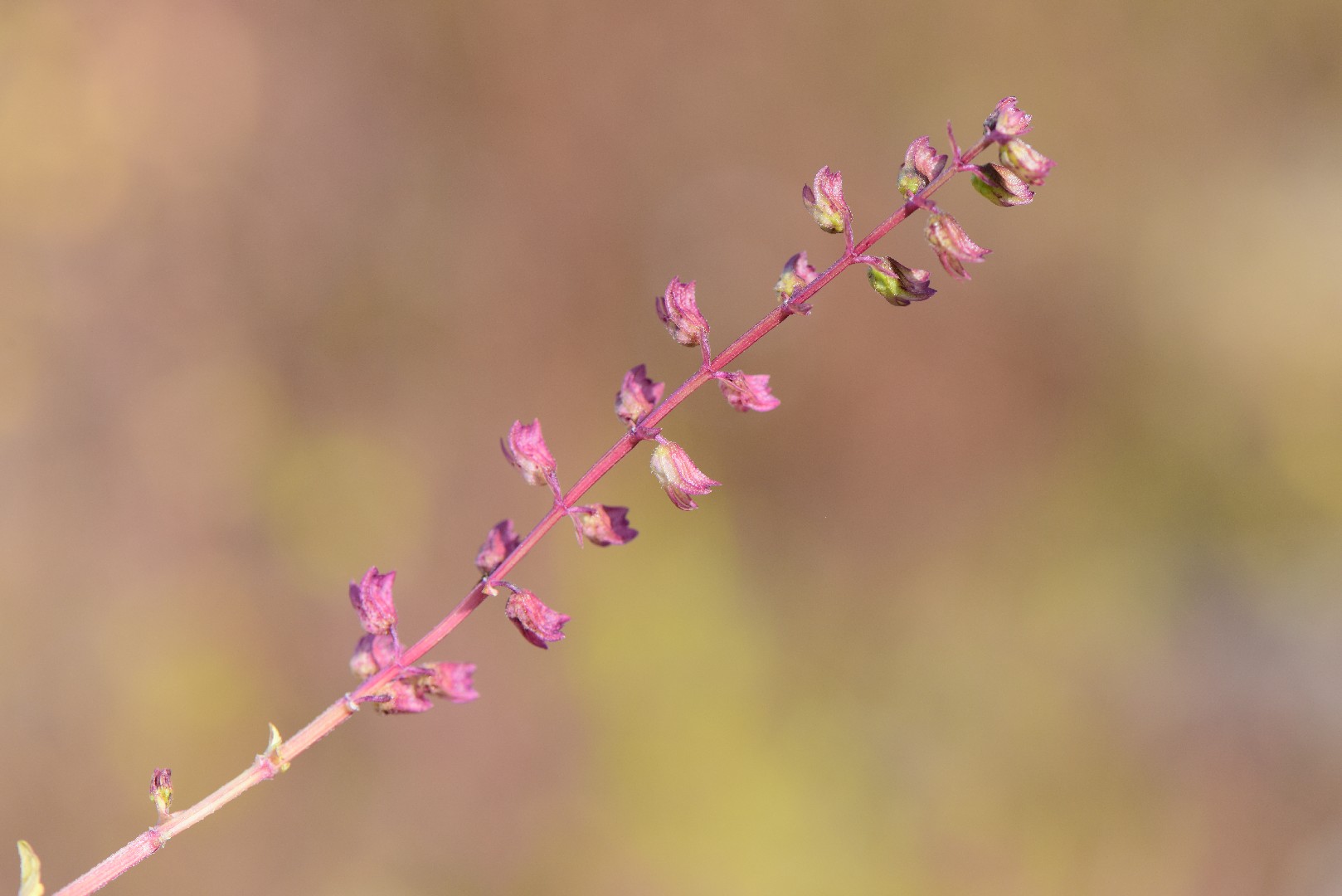 Мосла (Mosla) - PictureThis