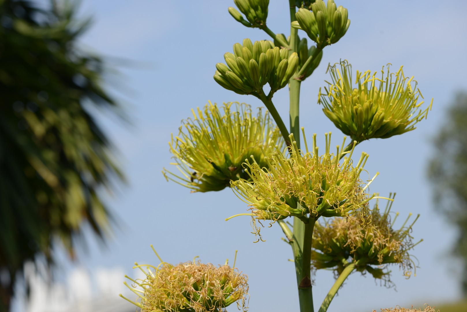 Century plant (Agave americana) Flower, Leaf, Care, Uses - PictureThis
