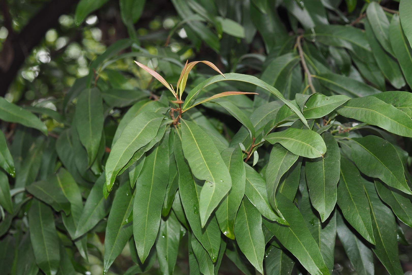 How to Plant and Grow Ivory curl tree(Buckinghamia celsissima)
