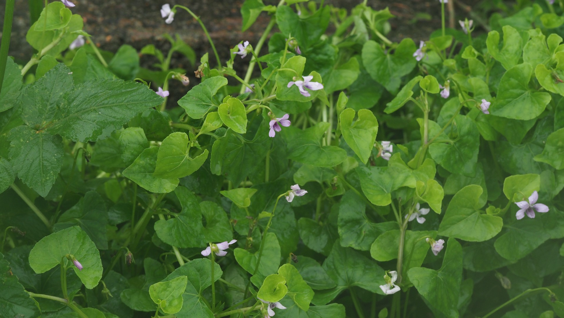 Common violet (Viola arcuata) Flower, Leaf, Care, Uses - PictureThis