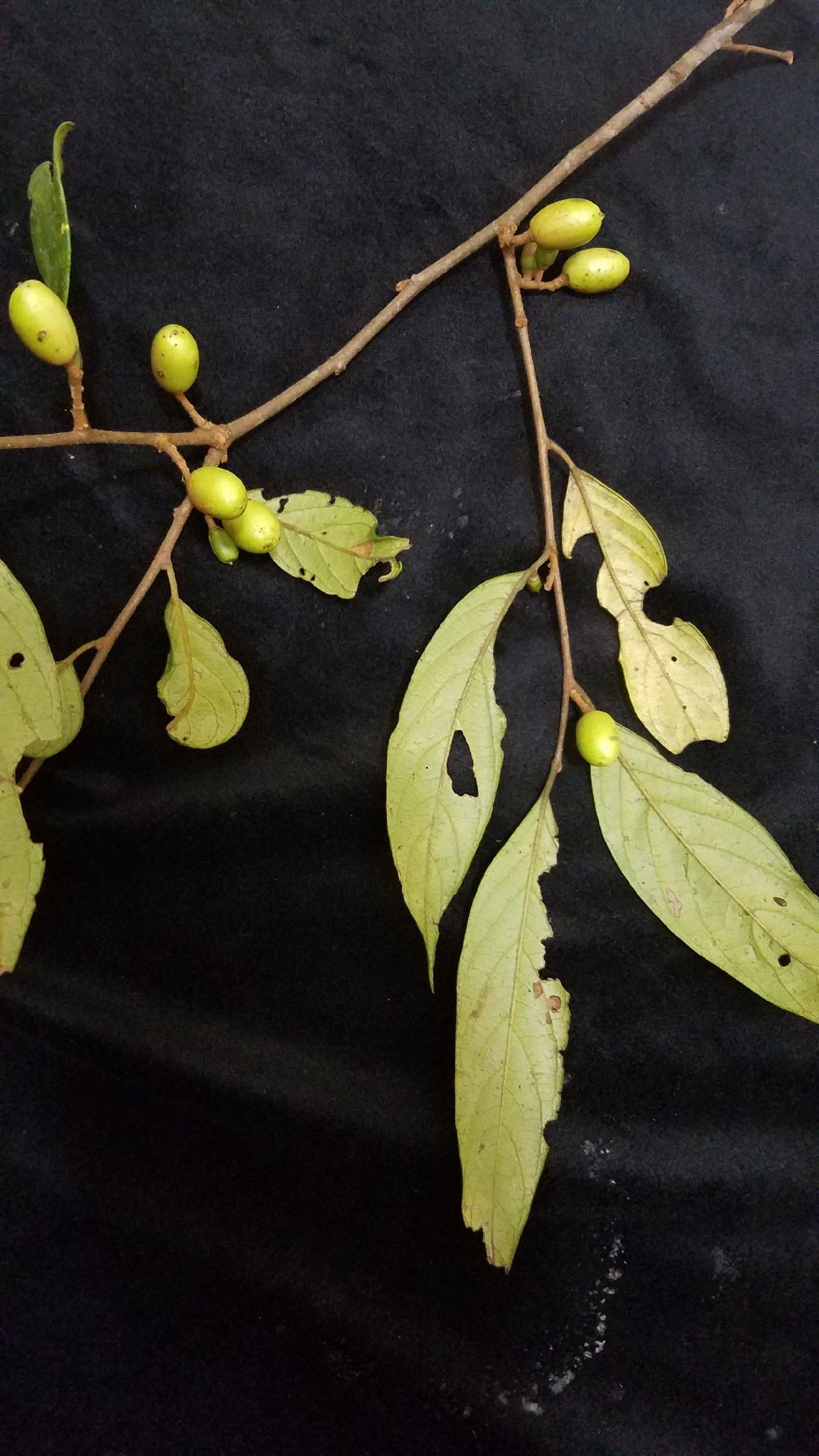 Pygeum topengii - PictureThis