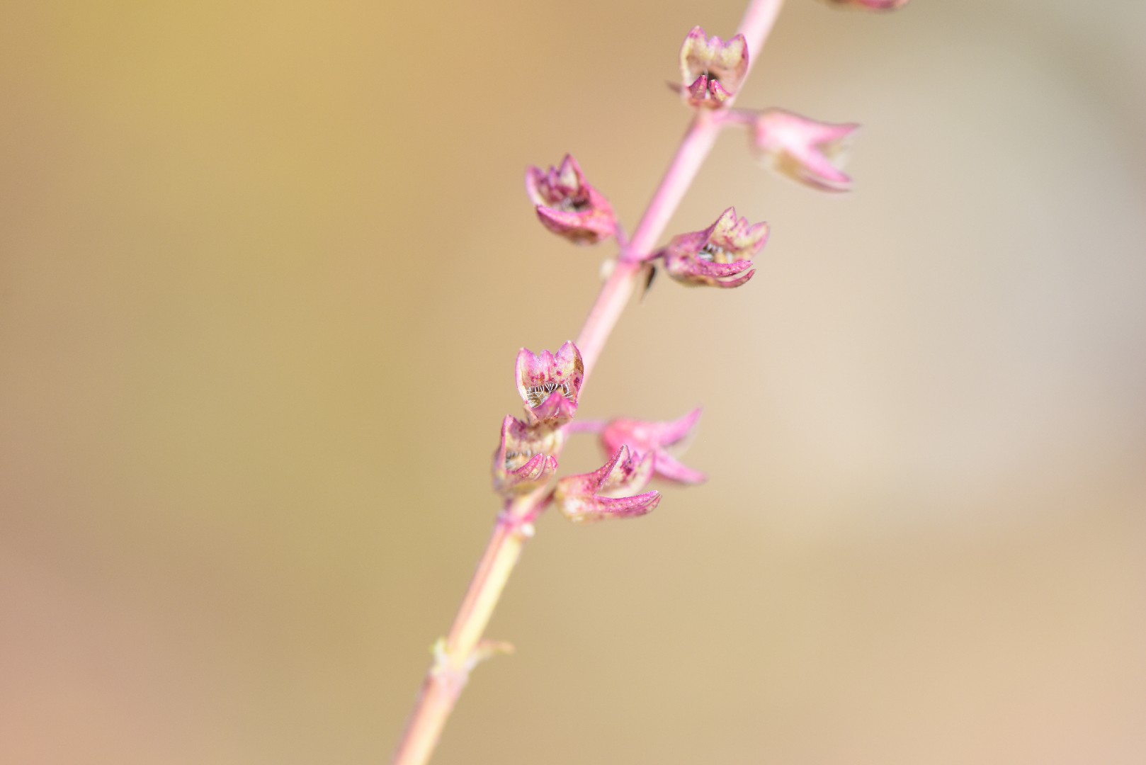 들깨풀 (Mosla scabra) - PictureThis