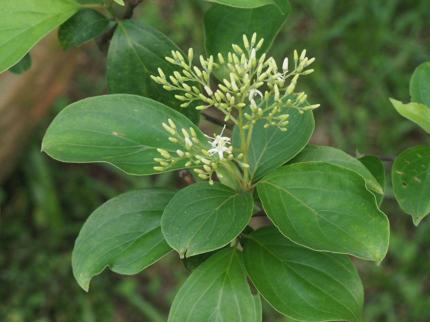 Cornus macrophylla - PictureThis
