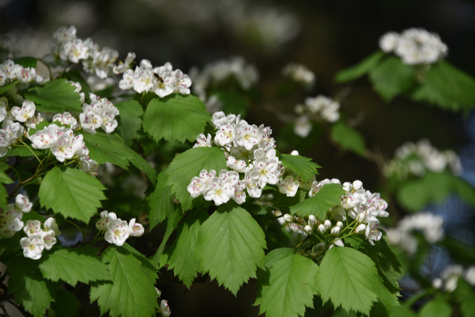 Crataegus macrosperma - PictureThis