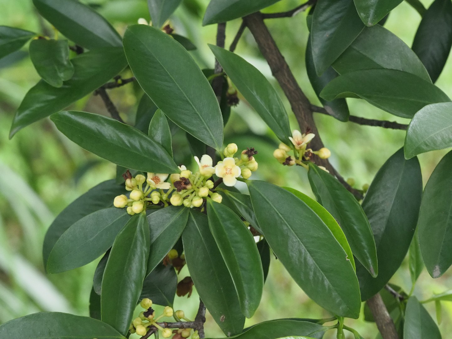 Dracontomelon Flower, Leaf, Care, Uses - PictureThis