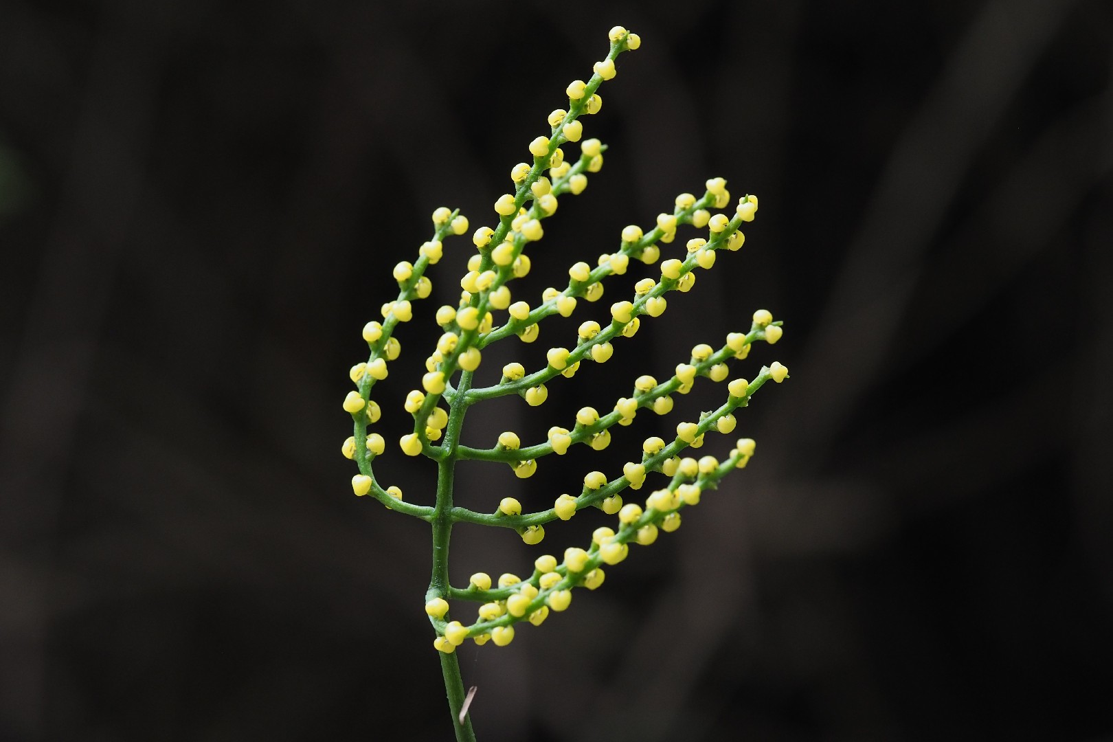 Chloranthus spicatus - PictureThis