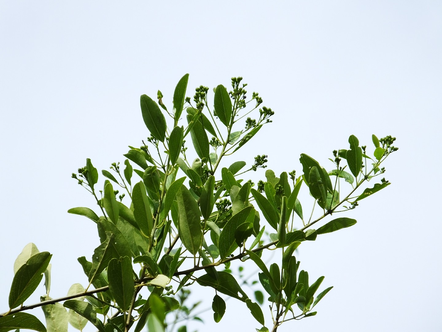 Maerua angolensis Cuidados (Plantando, Fertilizantes, Enfermedades ...