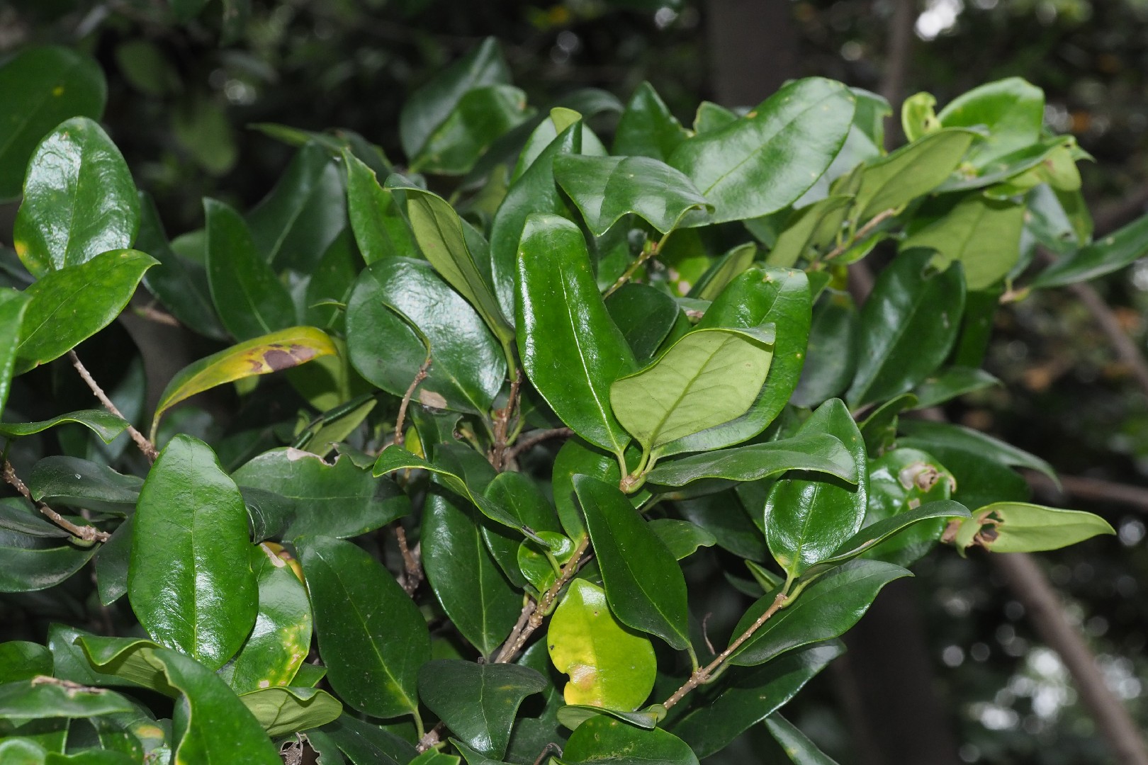 Japanese privet (Ligustrum japonicum) Flower, Leaf, Care, Uses ...