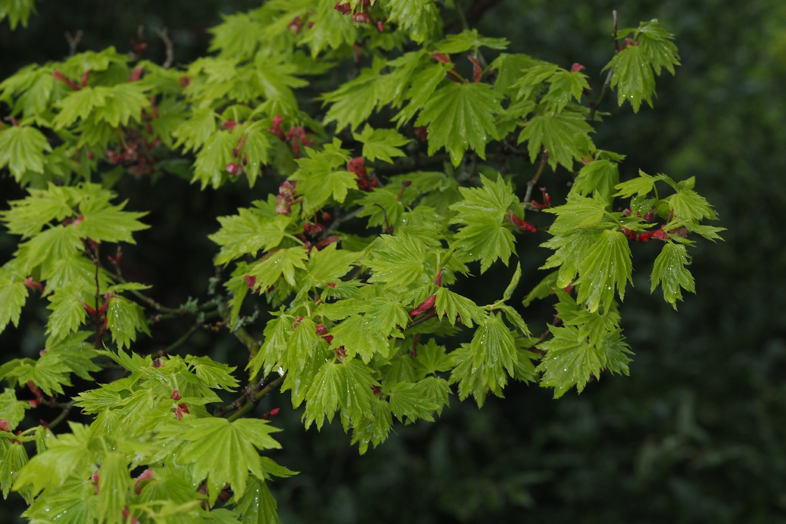Siebold's maple (Acer sieboldianum) Flower, Leaf, Care, Uses - PictureThis