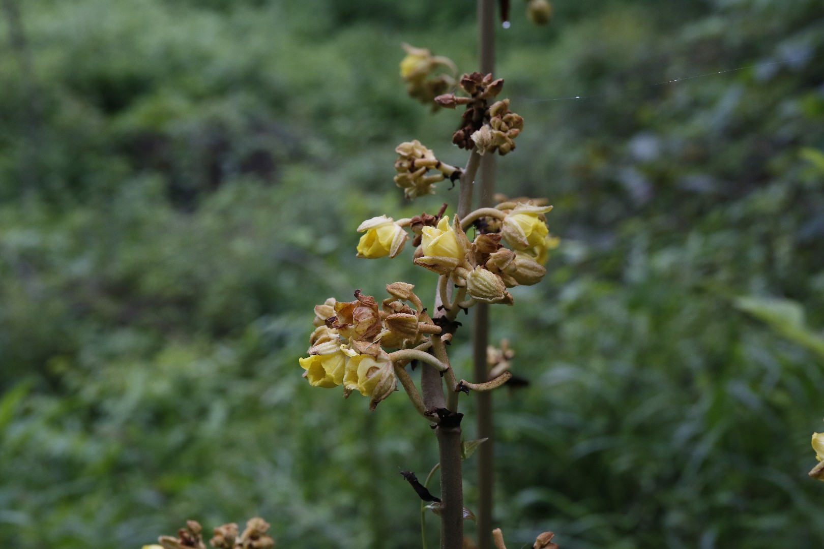 Lindley's galeola (Galeola lindleyana) Flower, Leaf, Care, Uses ...
