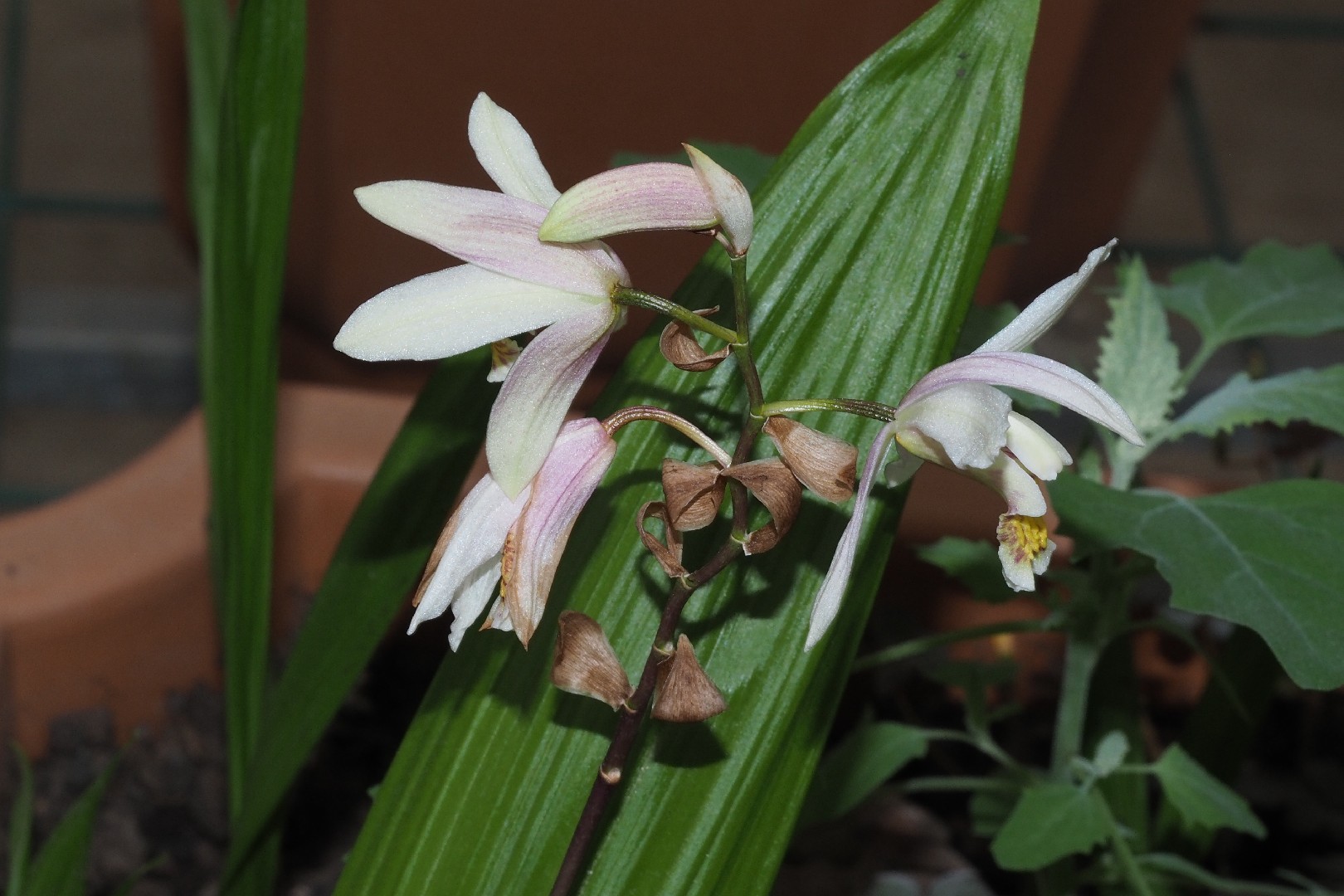 Bletilla formosana - PictureThis