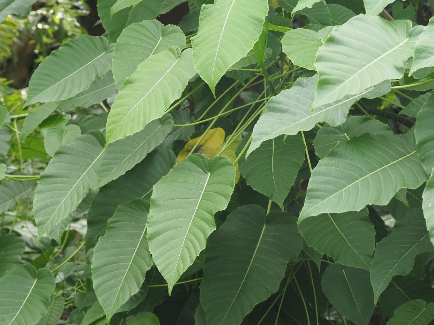 Jabillo (Hura crepitans) - PictureThis