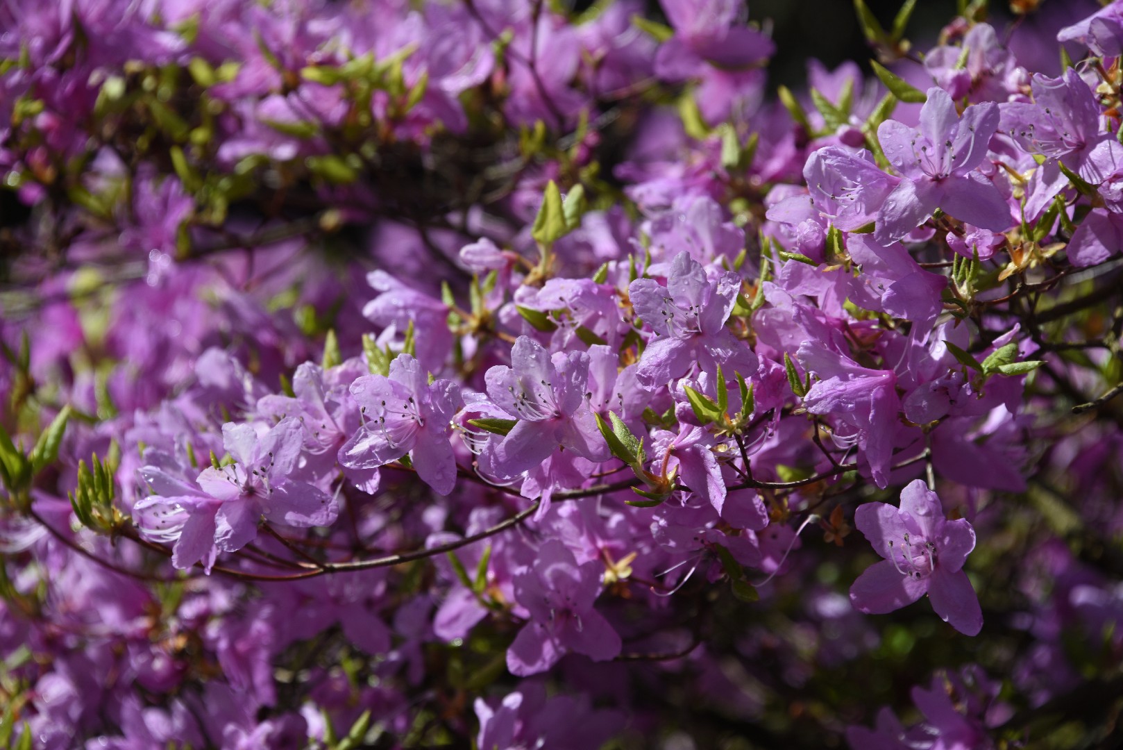 Rhododendron reticulatum - PictureThis