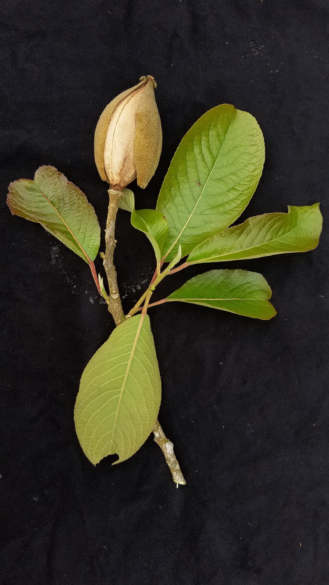 Itoa Care (Watering, Fertilize, Pruning, Propagation) - PictureThis