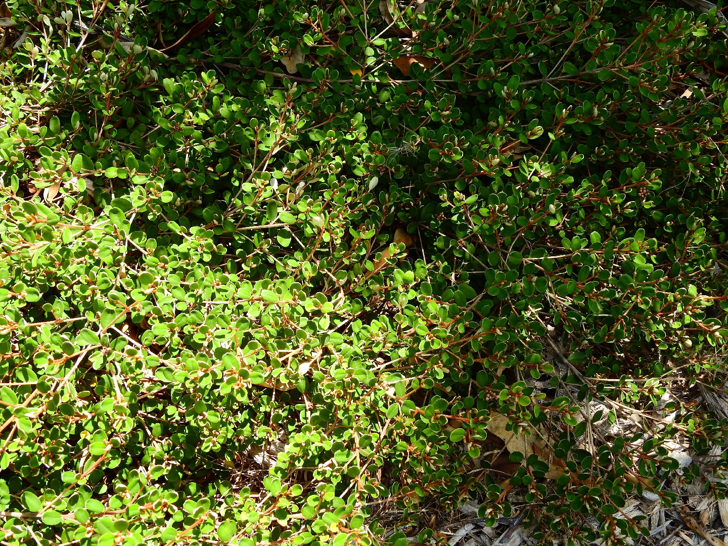 Phebalium Care (Watering, Fertilize, Pruning, Propagation) - PictureThis