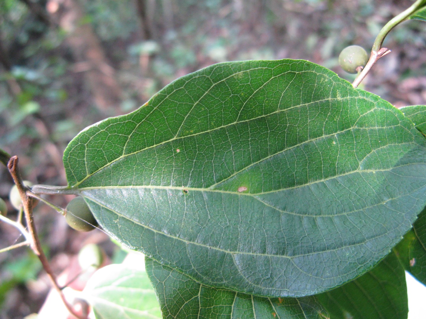 Celtis tetrandra - PictureThis