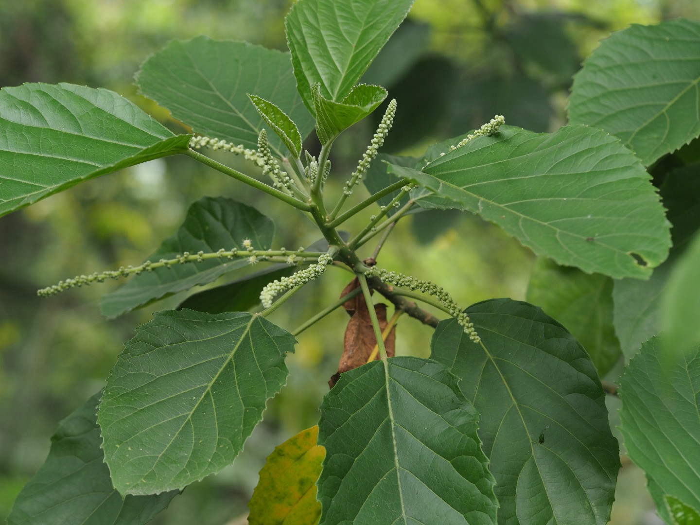 Laping budak (Claoxylon indicum) Flower, Leaf, Care, Uses - PictureThis