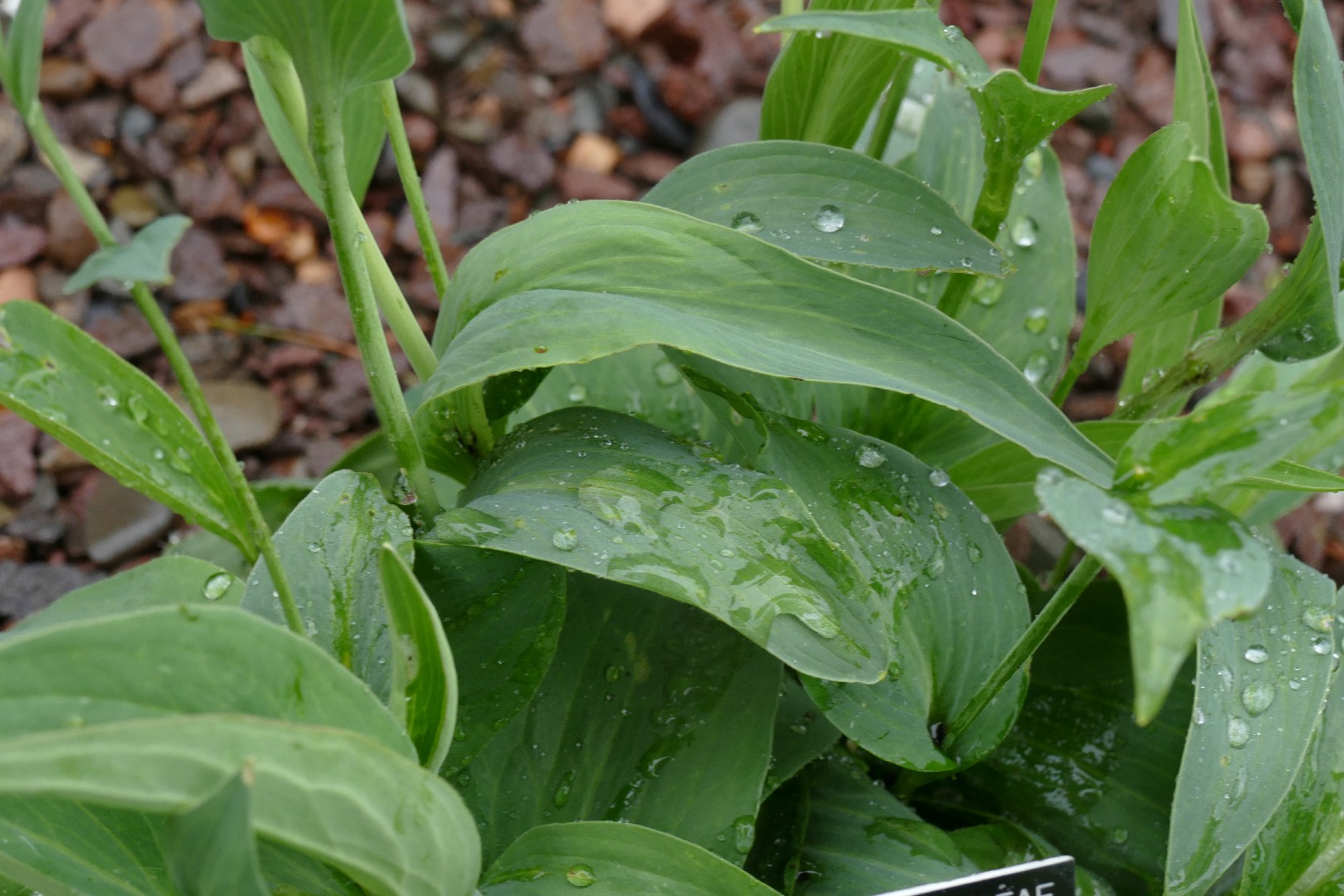 Ranúnculo de hoja abrazadora (Ranunculus amplexicaulis) - PictureThis