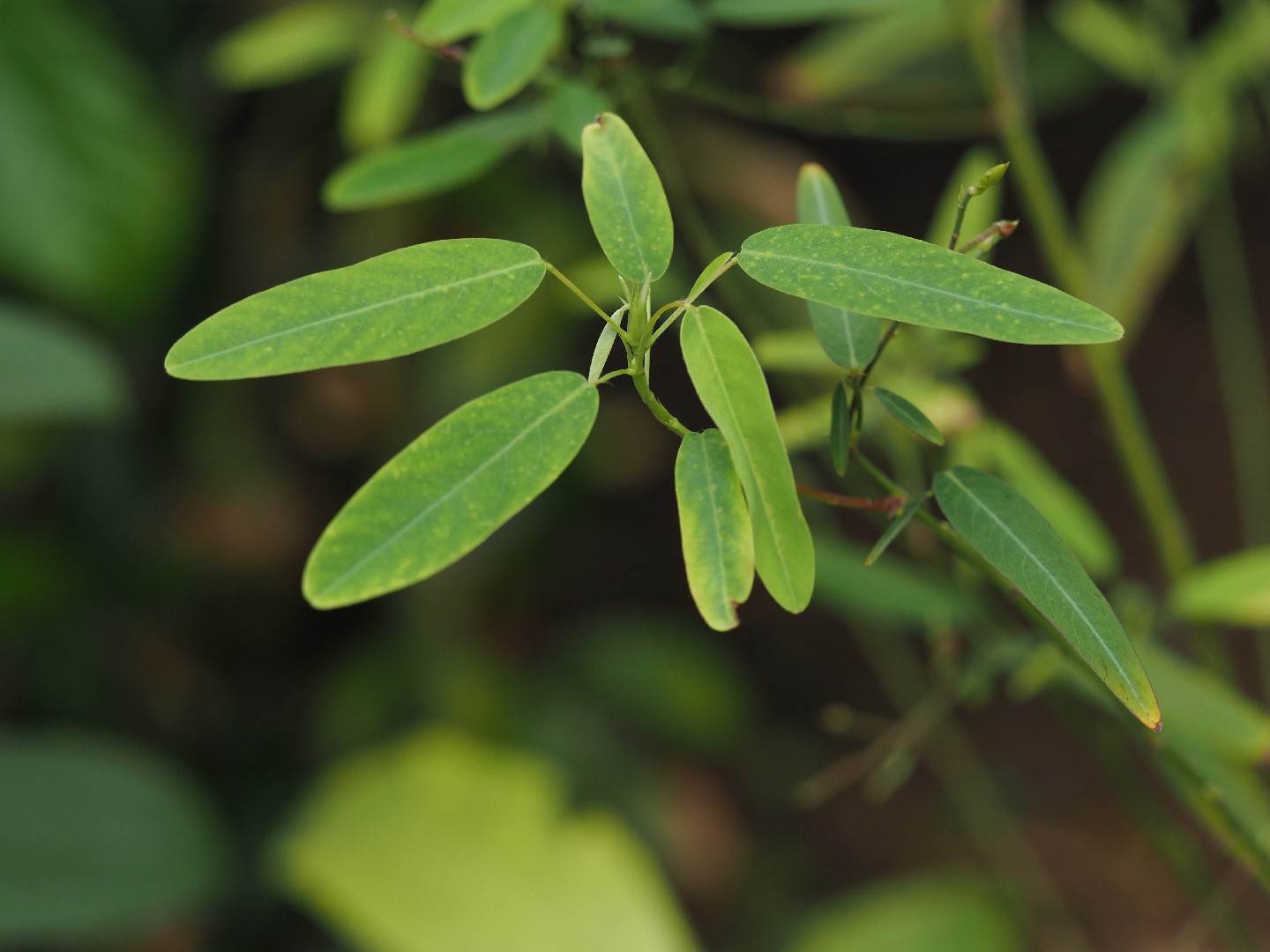 マイハギ (Codariocalyx motorius) 花言葉，毒性，よくある質問 - PictureThis