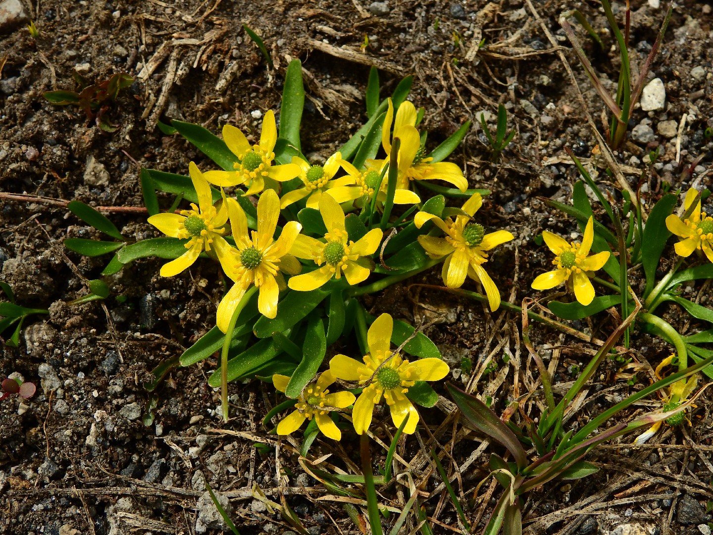 Sagebrush buttercup Care (Watering, Fertilize, Pruning, Propagation ...