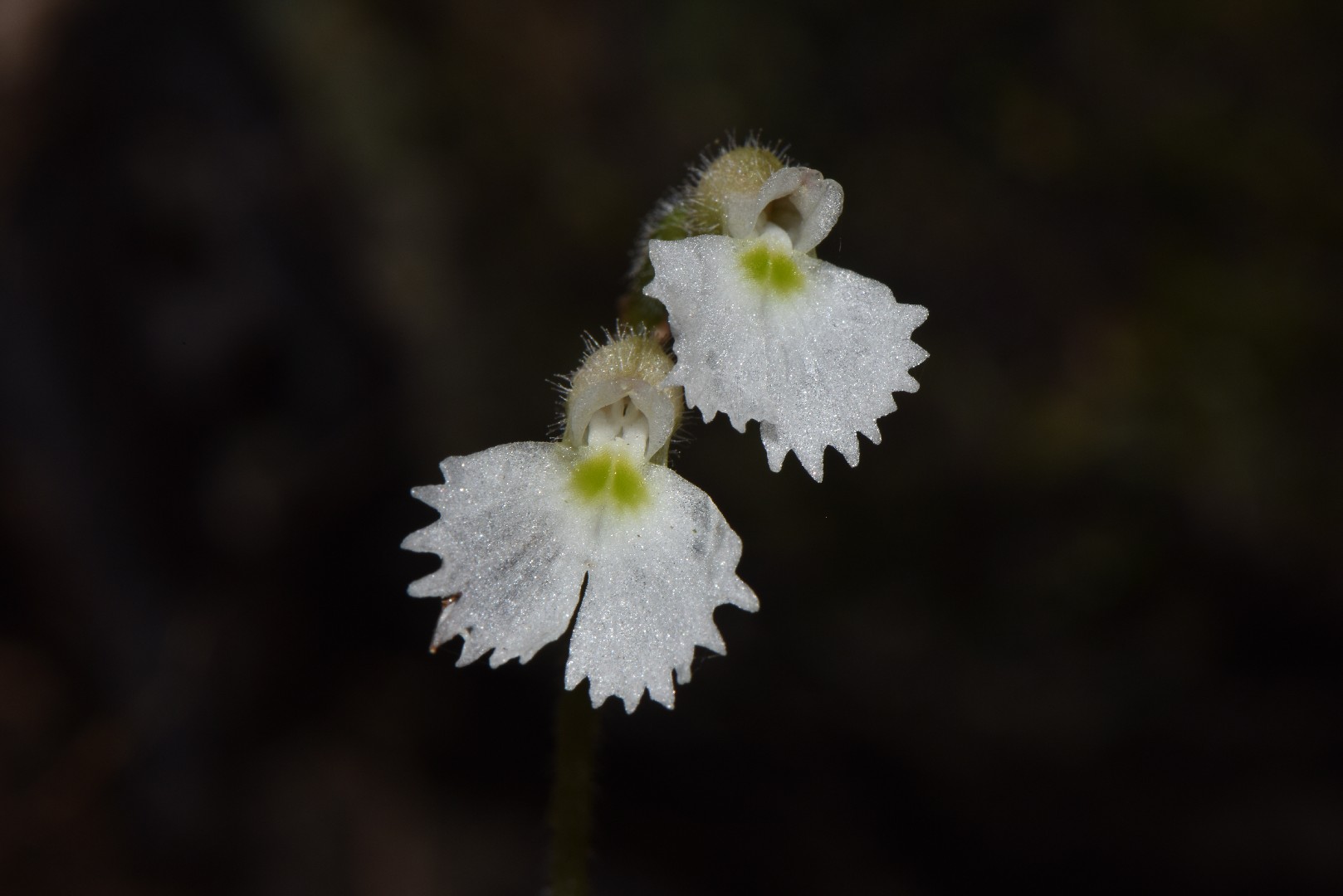 Cheirostylis yunnanensis - PictureThis