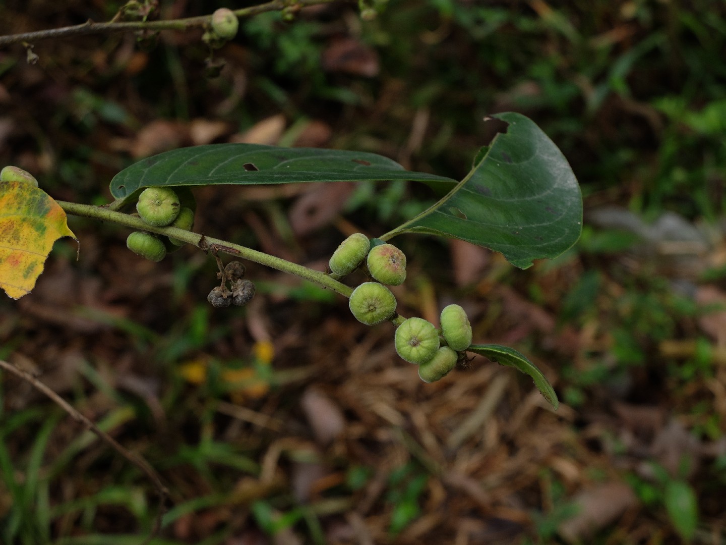 Umbrella cheese tree (Glochidion zeylanicum) Flower, Leaf, Care, Uses ...