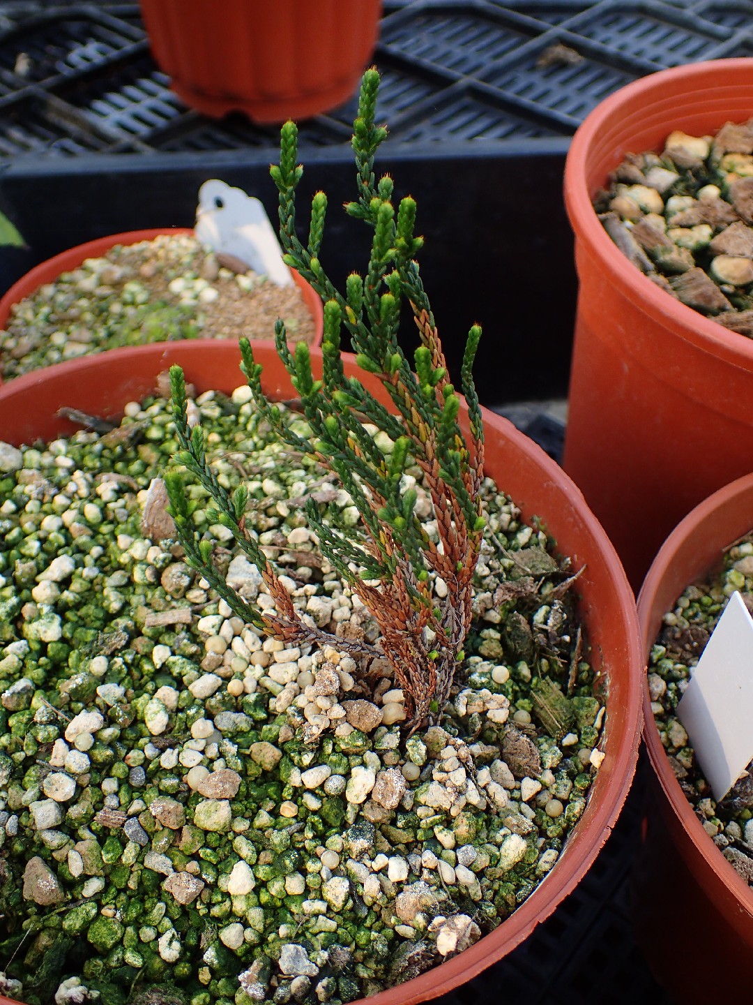 Cassiope selaginoides - PictureThis