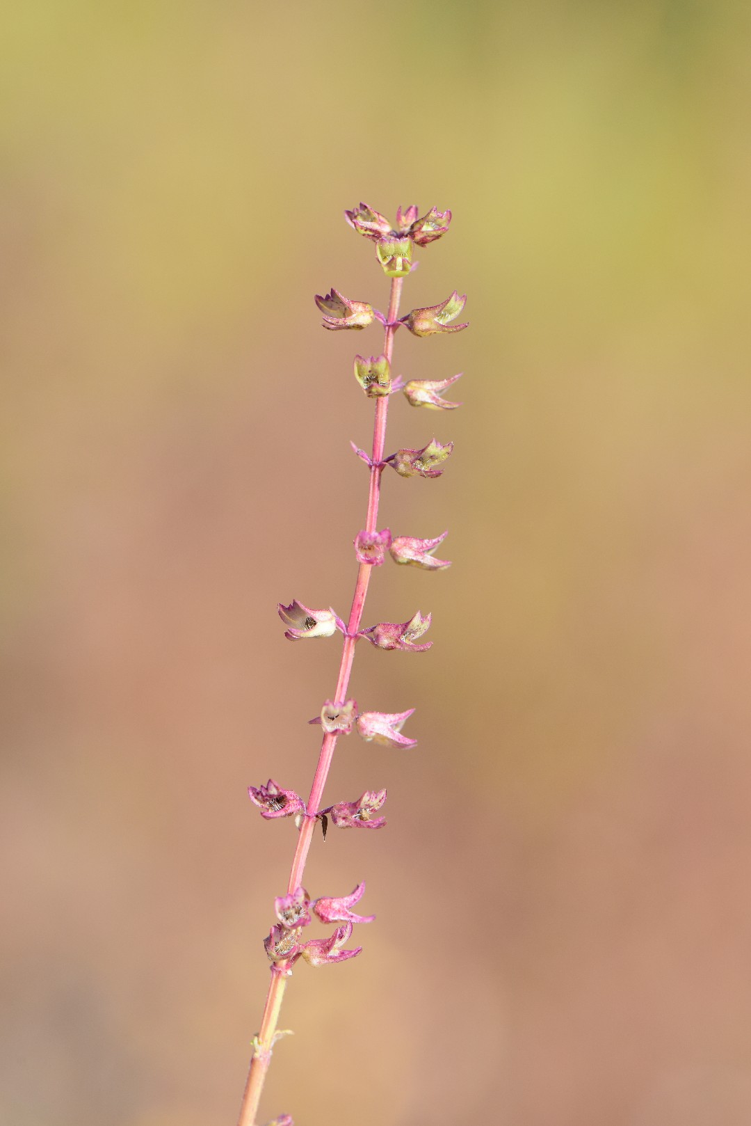 Scabrous mosla (Mosla scabra) Flower, Leaf, Care, Uses - PictureThis