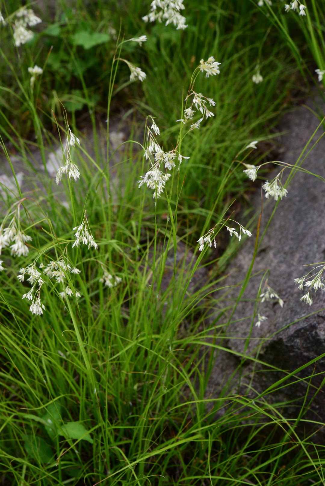 Luzula pedemontana Flower, Leaf, Care, Uses - PictureThis