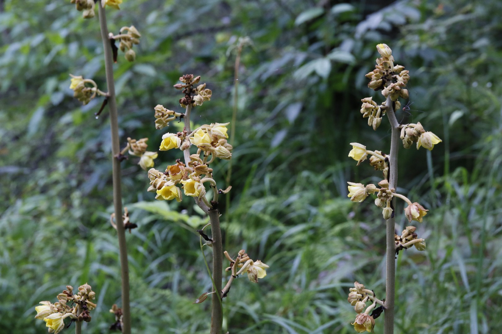 Lindley's galeola (Galeola lindleyana) Flower, Leaf, Care, Uses ...