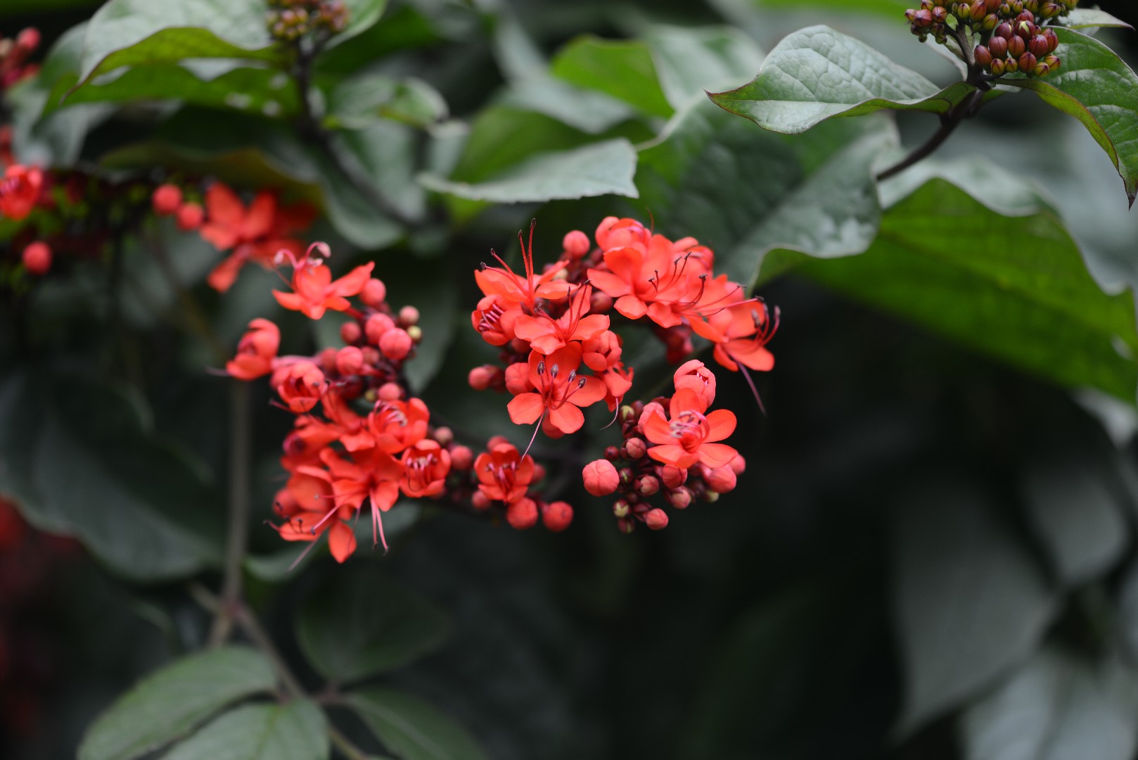 How to Plant and Grow Flaming glory bower(Clerodendrum speciosissimum)