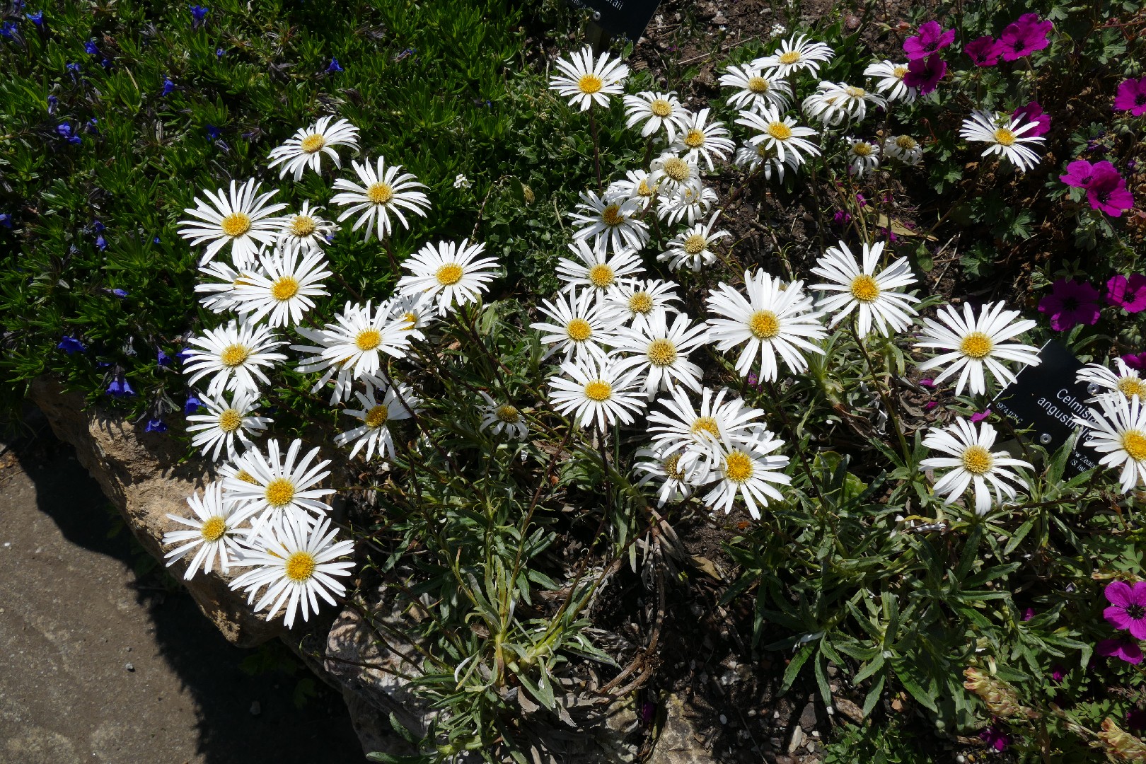 Celmisia angustifolia - PictureThis