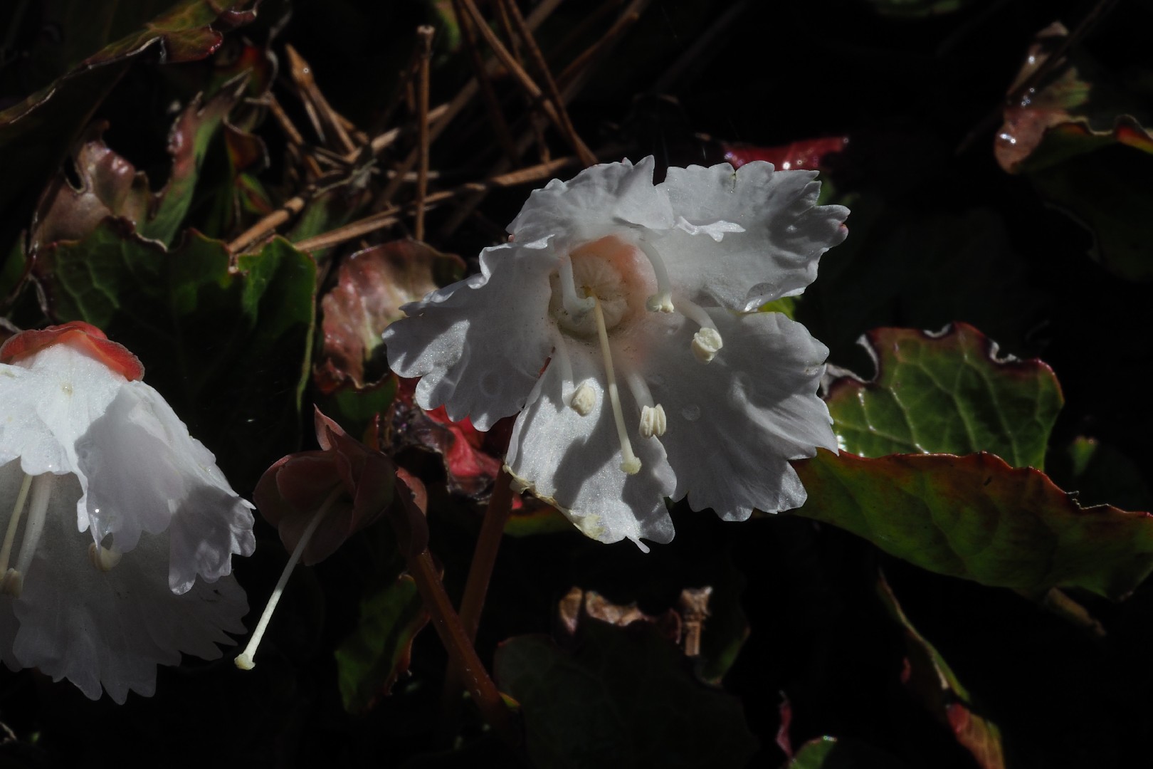 Shortia uniflora - PictureThis