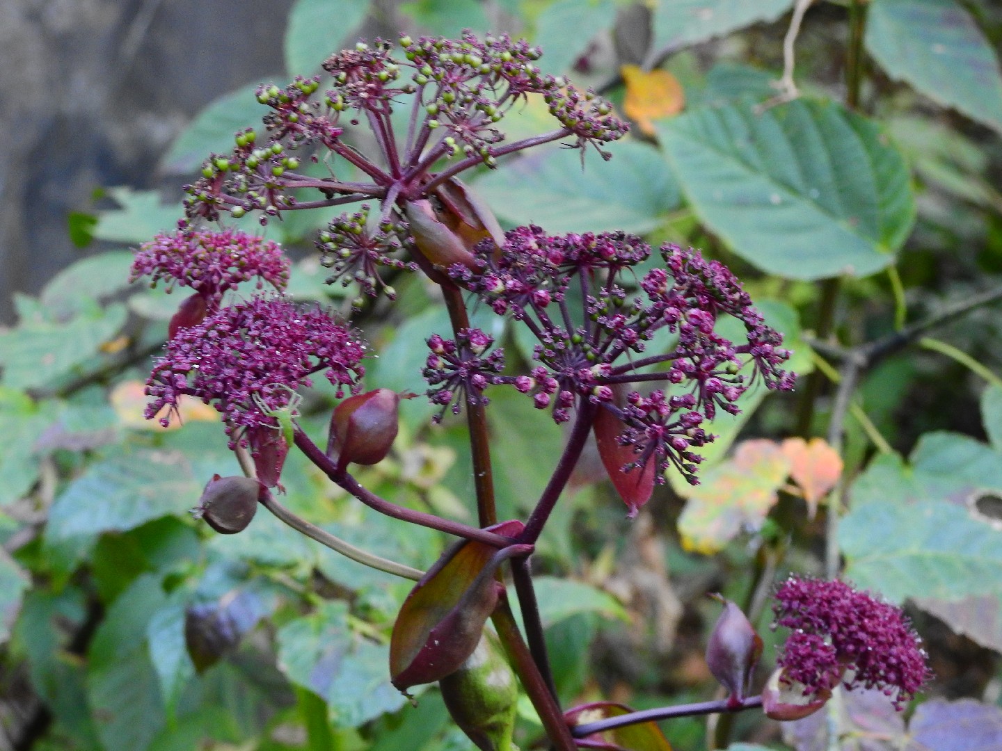 Purple-flower angelica (Angelica decursiva) Flower, Leaf, Care, Uses ...