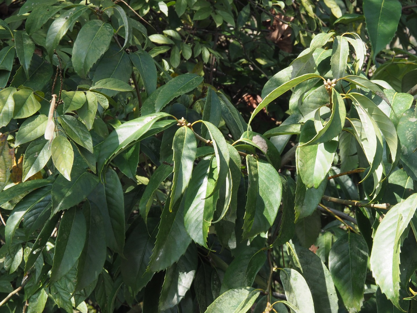 Castanopsis sclerophylla - PictureThis