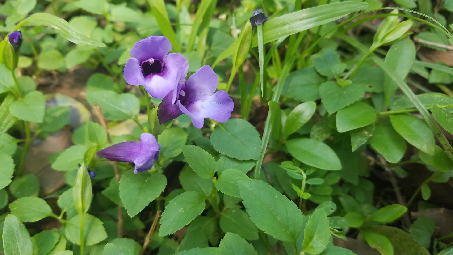 Torenia concolor - PictureThis