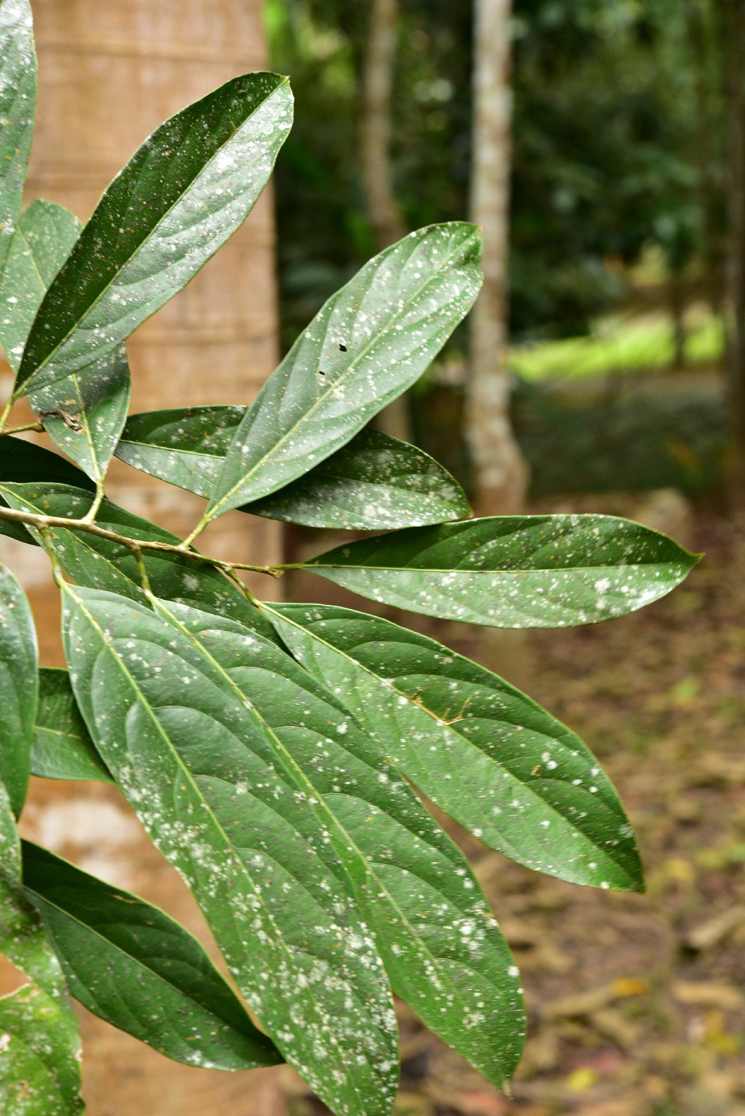 Chhal mogra (Gynocardia odorata) Flower, Leaf, Care, Uses - PictureThis