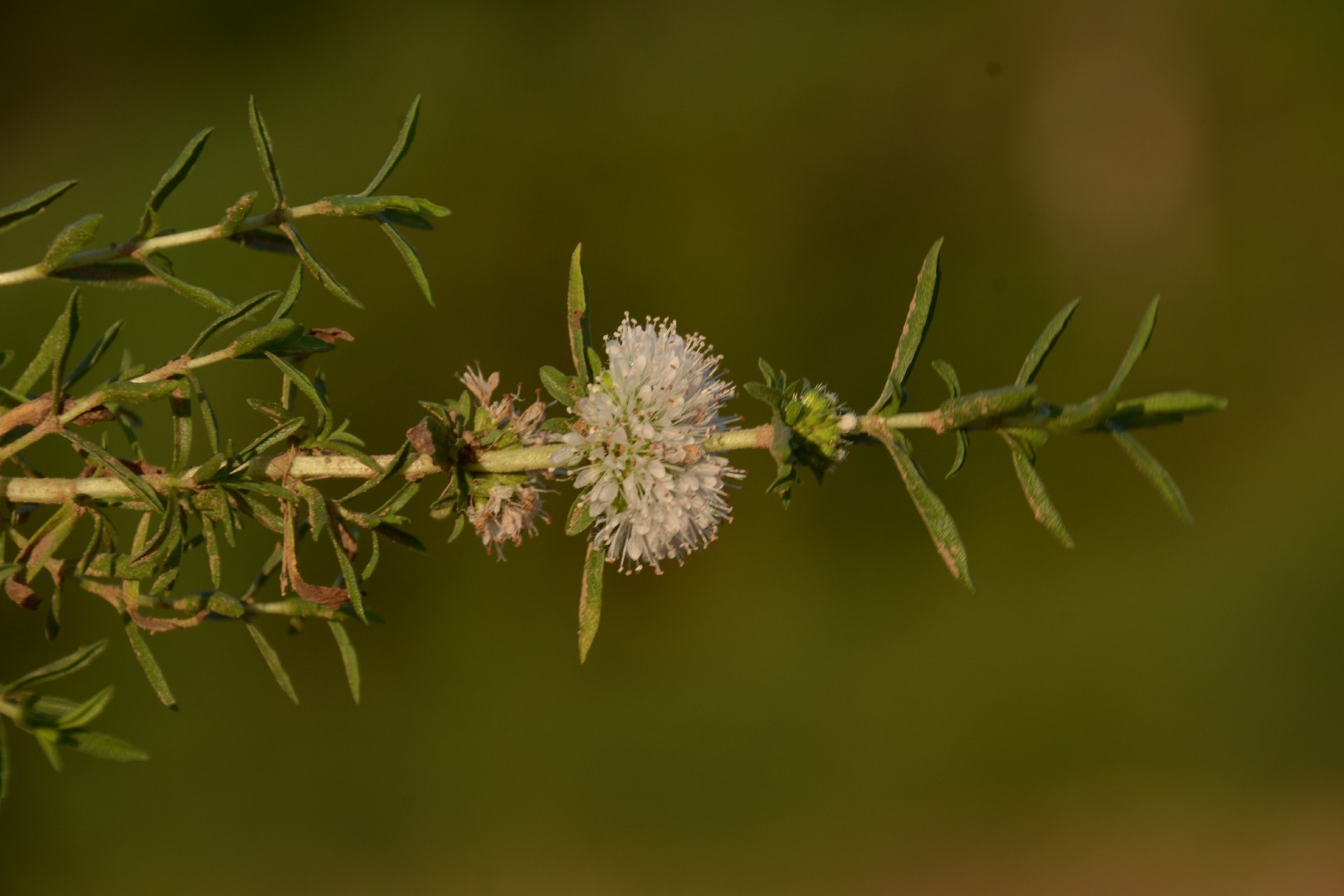How to Plant and Grow Hart's pennyroyal(Mentha cervina)