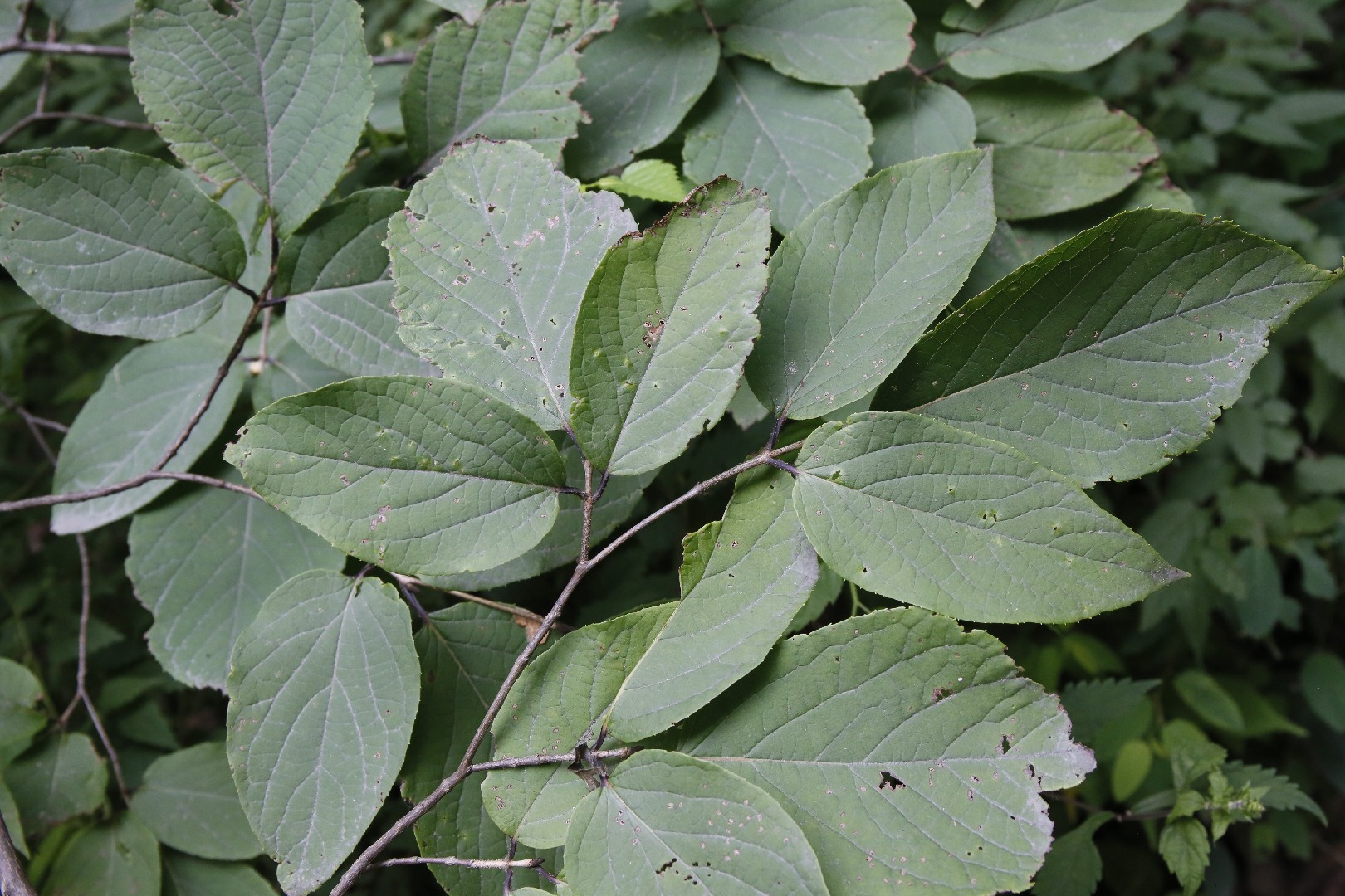 Styrax hemsleyanus - PictureThis