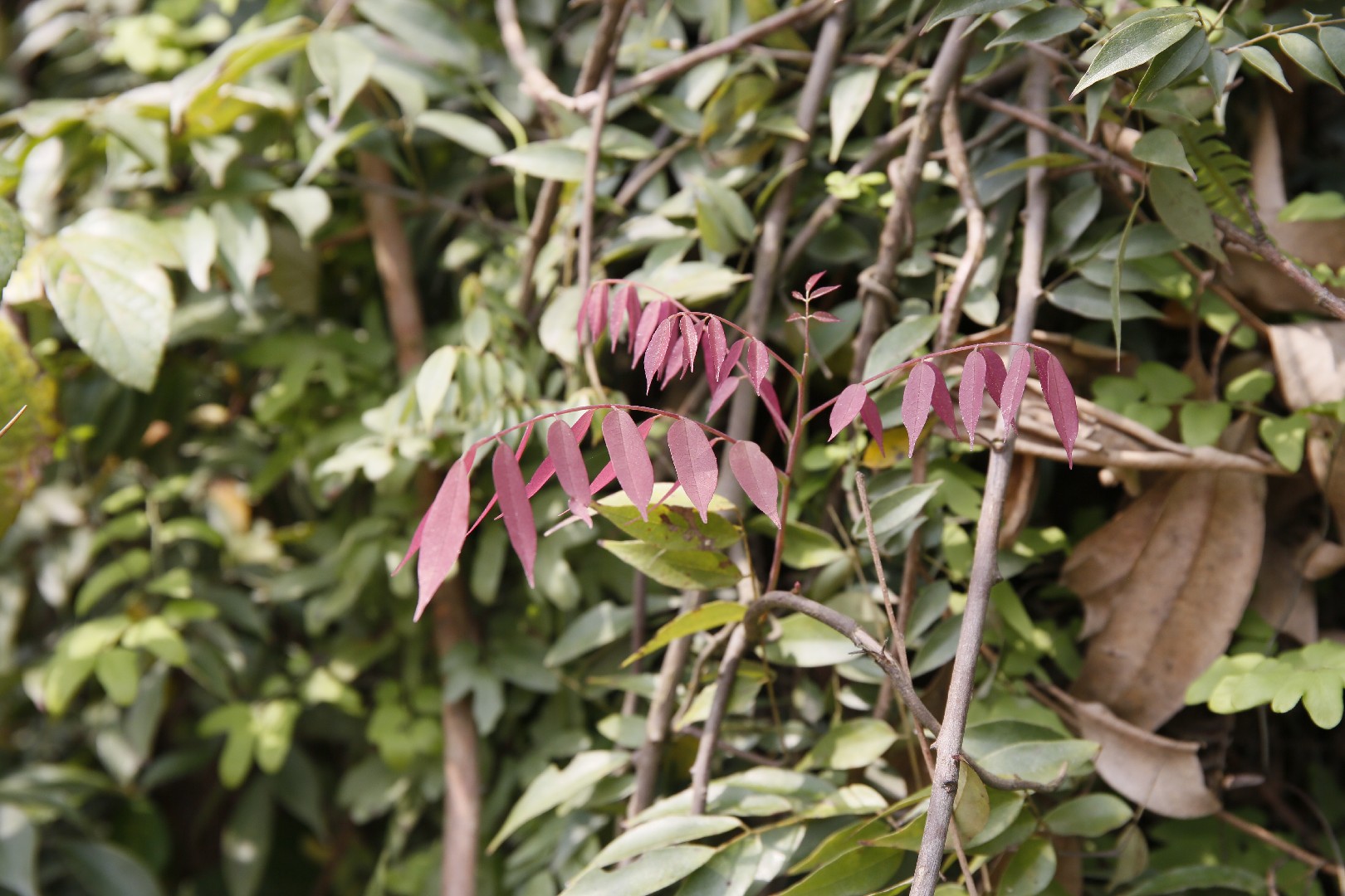 Rourea Care (Watering, Fertilize, Pruning, Propagation) - PictureThis