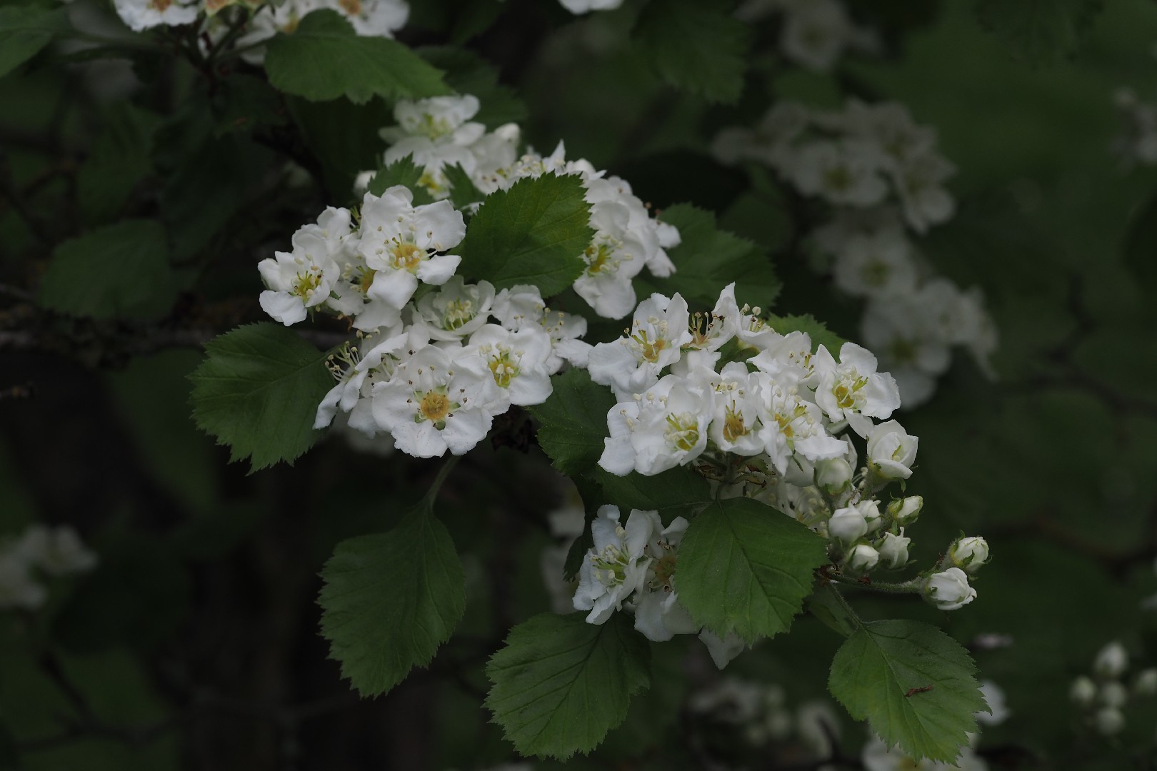 Crataegus mollis - PictureThis