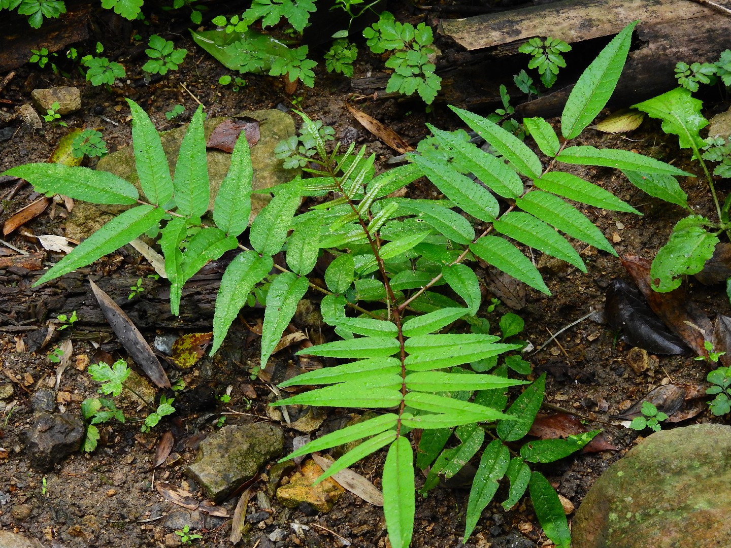 머귀나무 (Zanthoxylum ailanthoides) - PictureThis