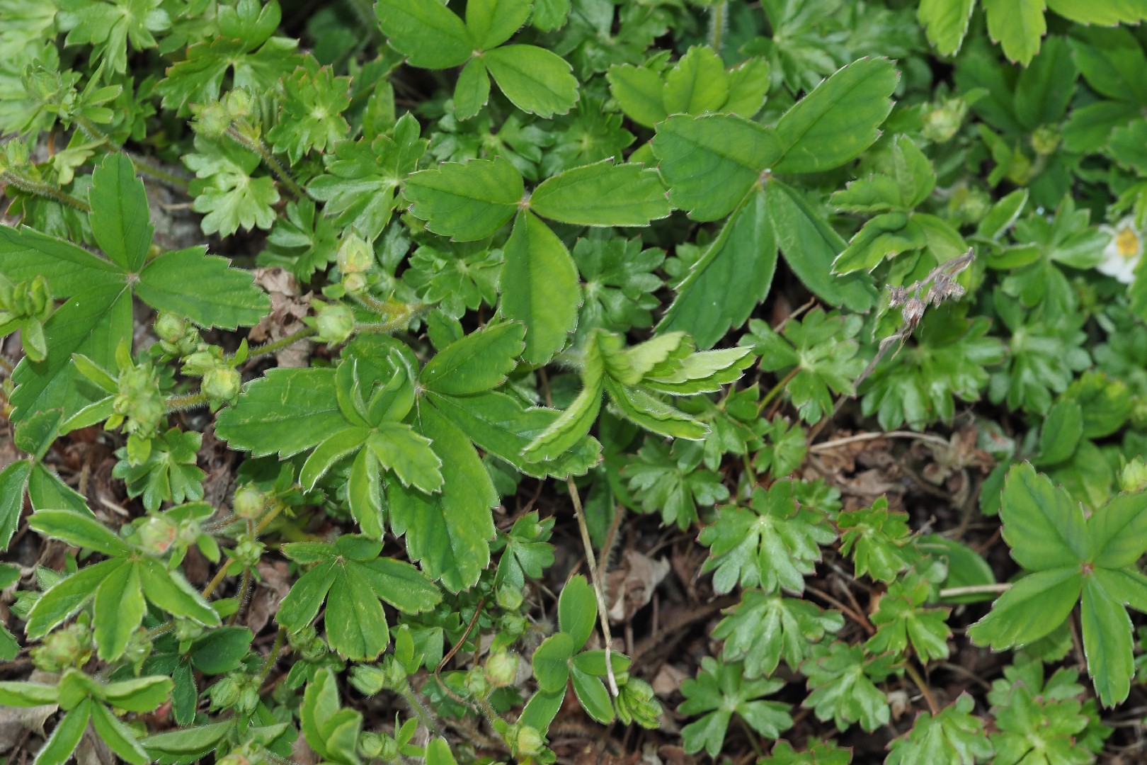 Downy cinquefoil (Potentilla intermedia) Flower, Leaf, Care, Uses ...