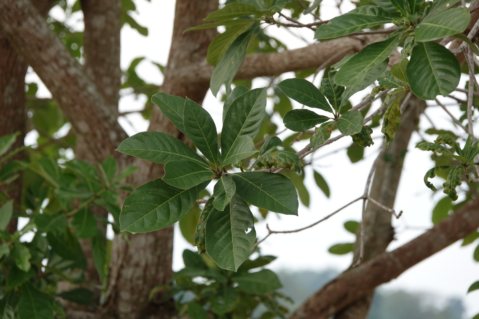 Barringtonia acutangula - PictureThis